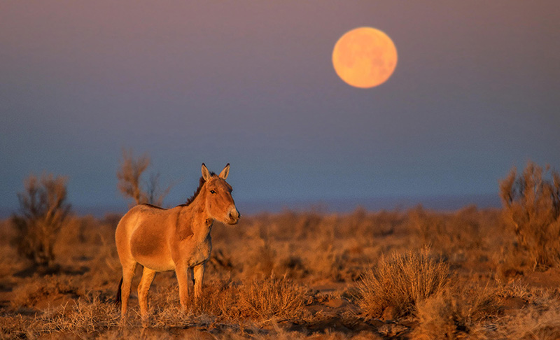 Awe-Inspiring Images Of The Gobi That Will Leave You Mesmerized