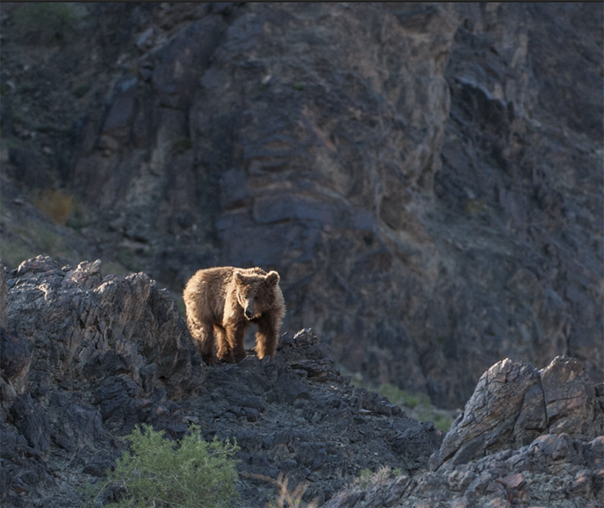 Baby Gobi Bear 500 Togrog 2005 Mongolia GOBI BEAR Ursus Arctos