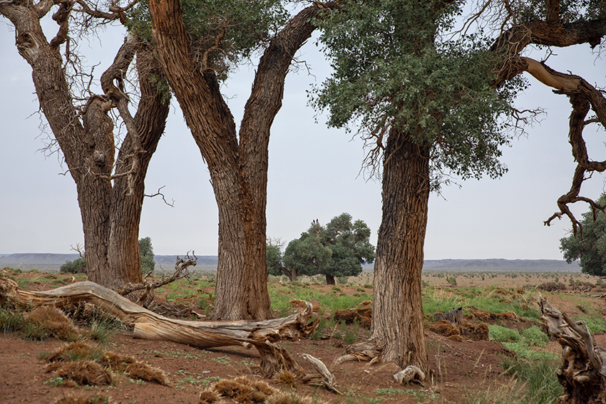 Gobi Desert Plants List
