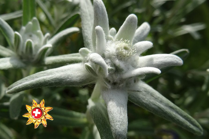 Edelweiss National Flower Of Switzerland | Best Flower Site