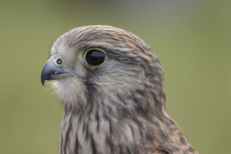 Khuraldai Falconry Festival - A living Human Heritage