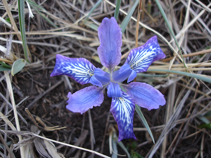 Early Spring Flowers In Mongolia